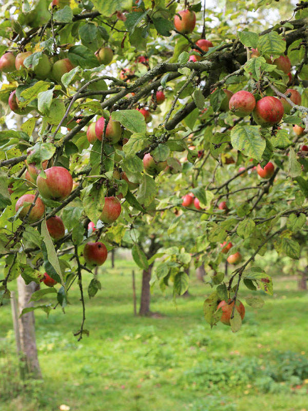 Appelbomen | Tuinplantenwinkel.nl