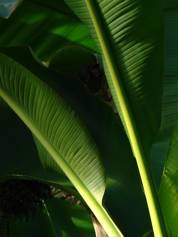 Bananenboom | Tuinplantenwinkel.nl