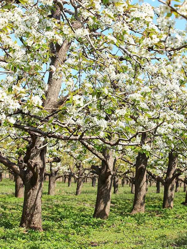 Bio fruitbomen | Tuinplantenwinkel.nl