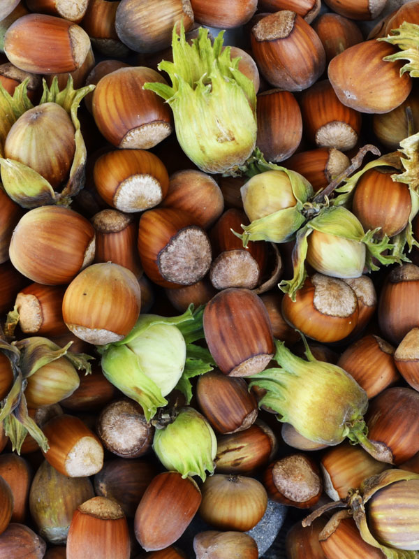 Hazelnoten | Tuinplantenwinkel.nl