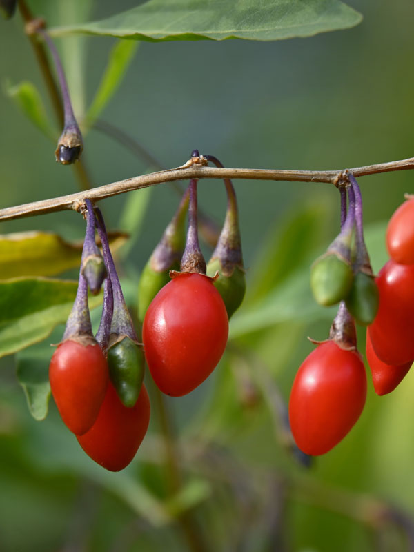 Goji bessen | Tuinplantenwinkel.nl