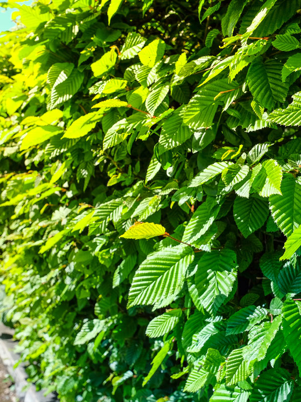 Haagbeuk | Tuinplantenwinkel.nl
