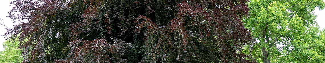 Rode beukenbomen | Tuinplantenwinkel.nl