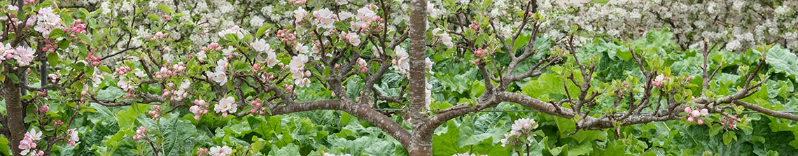 Leifruit | Tuinplantenwinkel.nl