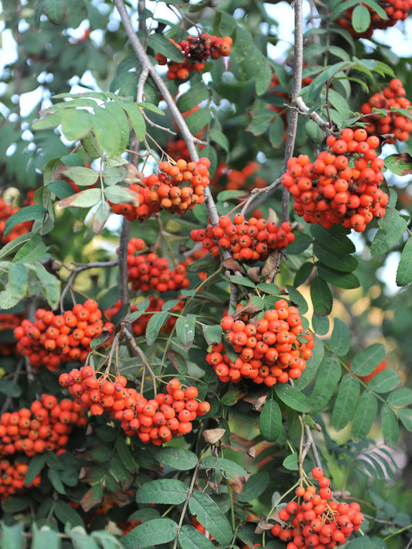 Lijsterbes | Tuinplantenwinkel.nl
