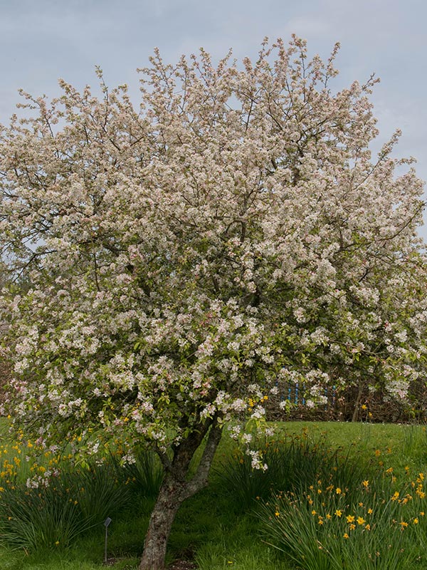 Malus Evereste | Tuinplantenwinkel.nl