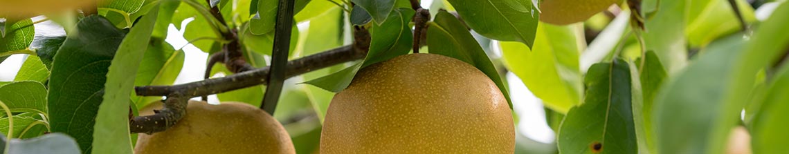 Nashipeer | Tuinplantenwinkel.nl