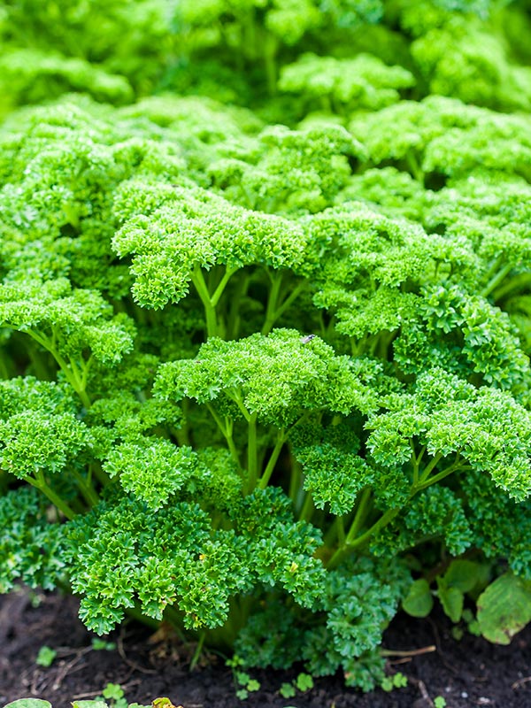 Peterselie | Tuinplantenwinkel.nl