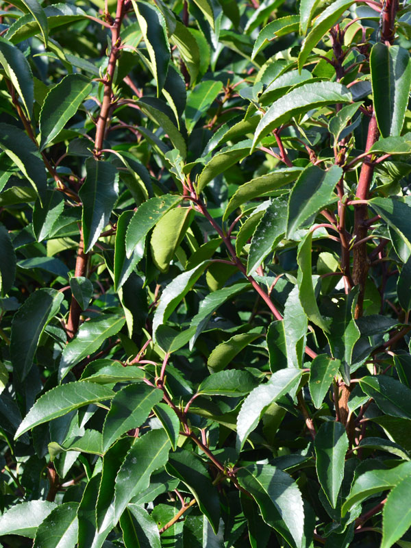 Portugese laurier | Tuinplantenwinkel.nl