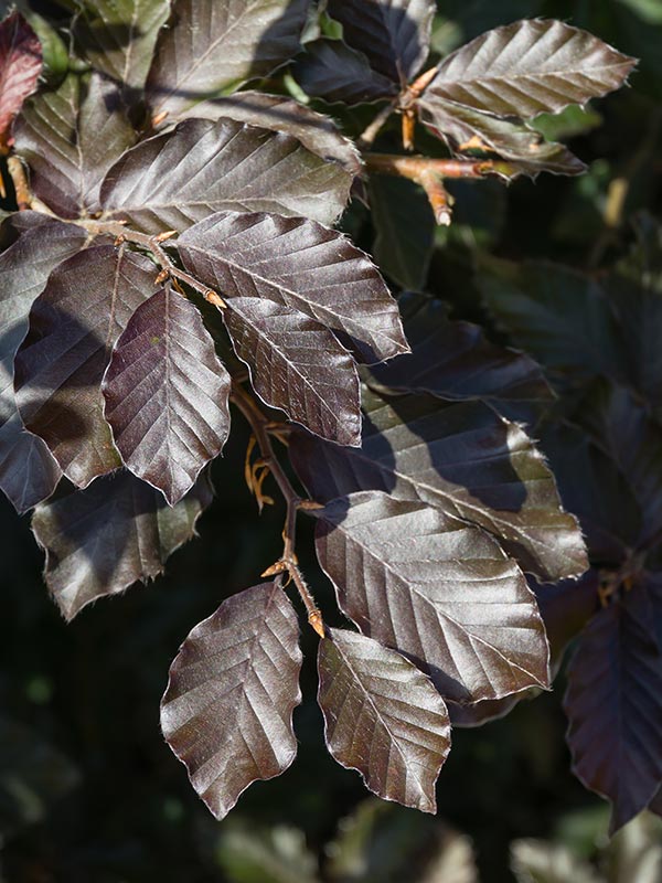 Rode beukenhaag | Tuinplantenwinkel.nl