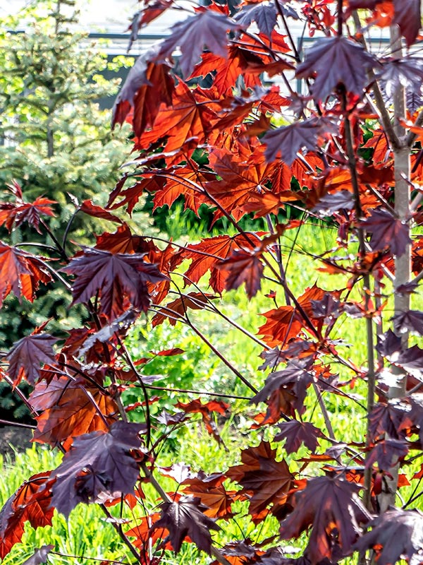 Noorse esdoorn | Tuinplantenwinkel.nl