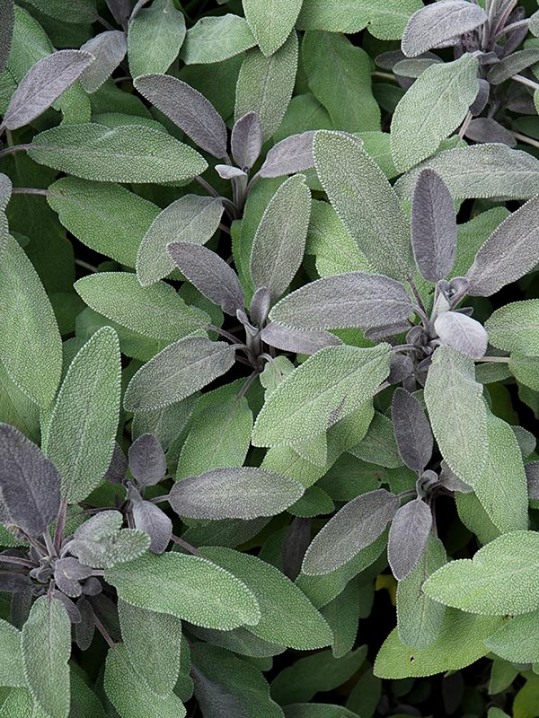 Salie | Tuinplantenwinkel.nl