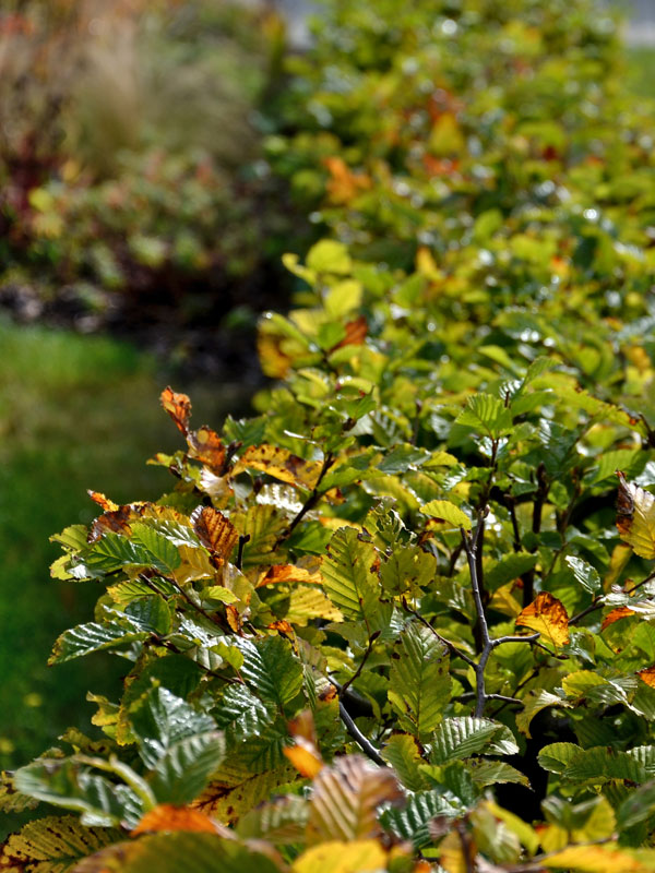 Haagbeuk | Tuinplantenwinkel.nl