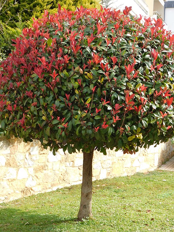 Photinia fraseri Red Robin | Tuinplantenwinkel.nl