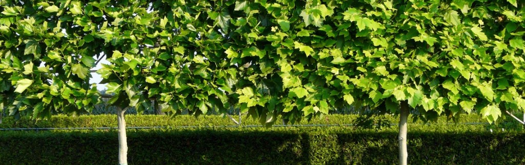 Leibomen | Neutkens Planten- en bomencentrum