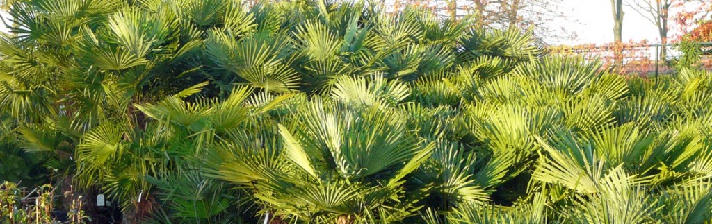 Palmbomen | Neutkens Planten- en bomencentrum